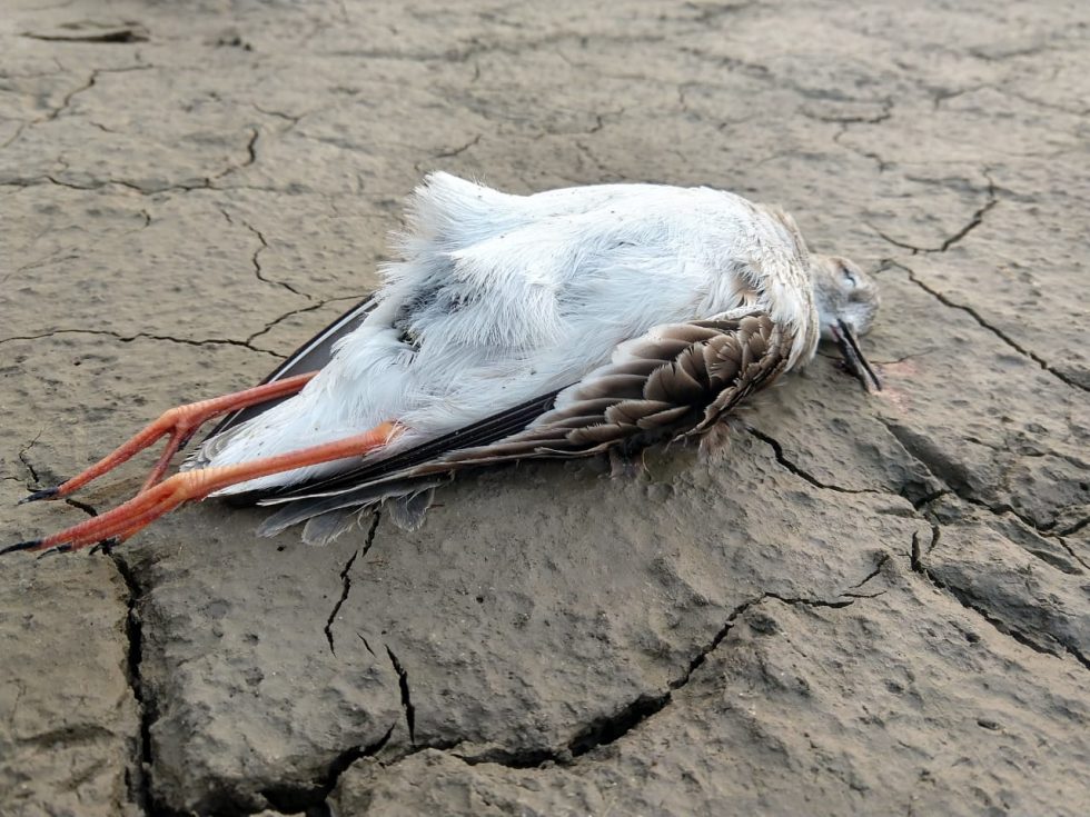 Images of dead birds from Sambhar lake. | Conservation India