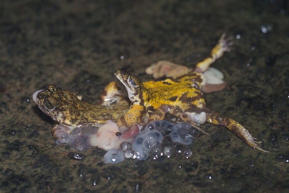Amboli Toad Roadkill, Amboli Ghat, Maharashtra | Conservation India