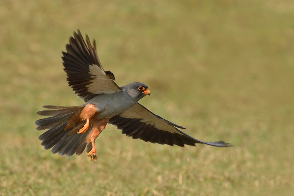 Amur Falcon, Malampuzha, Kerala | Conservation India