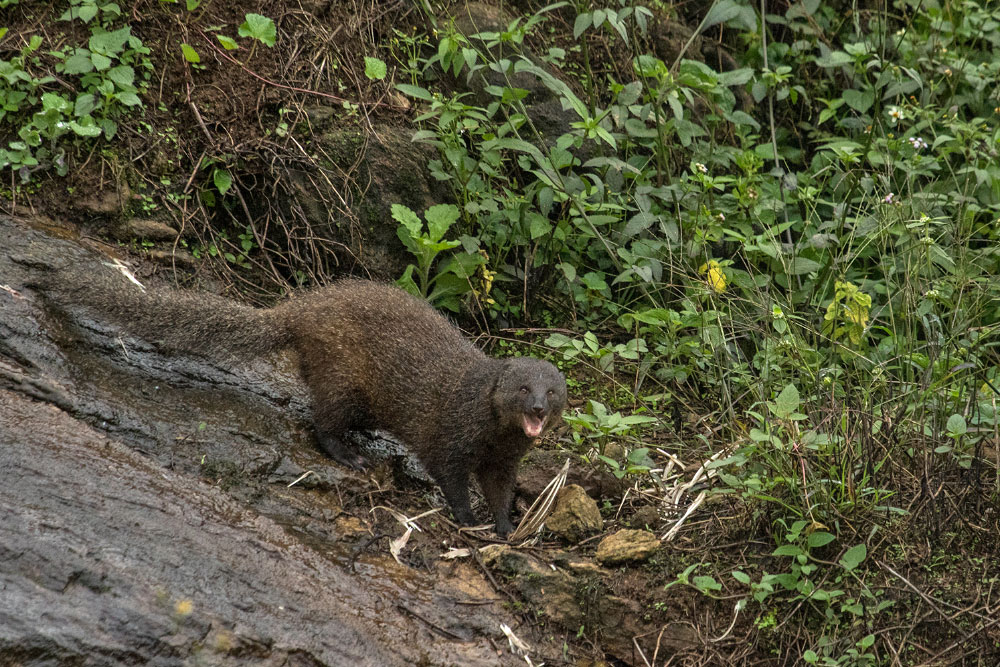 Brown Mongoose, Valparai | Conservation India
