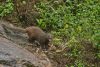 Brown Mongoose, Valparai | Conservation India