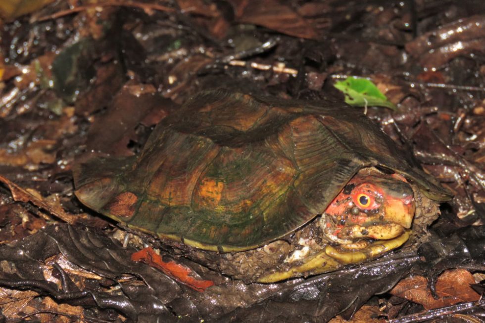The Forest Cane Turtle, Anamalai Hills, Tamilnadu | Conservation India