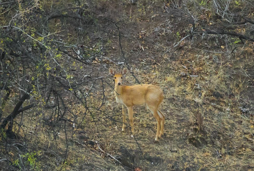 Chousingha near Pune, Maharashtra | Conservation India