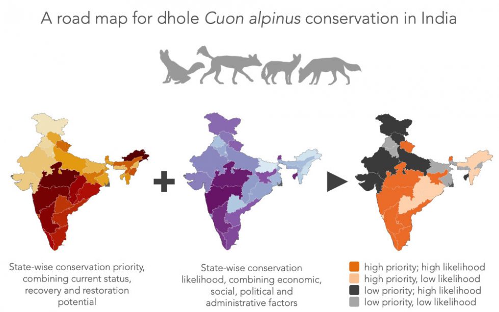 A Roadmap for Dhole Conservation in India | Conservation India