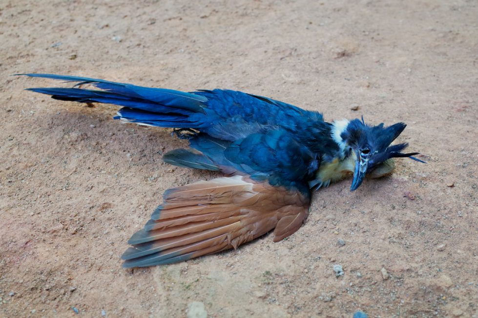 A Dead Chestnut-winged Cuckoo | Conservation India