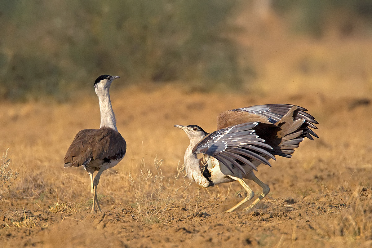 Save the Great Indian Bustard (GIB) from Extinction! | Conservation India