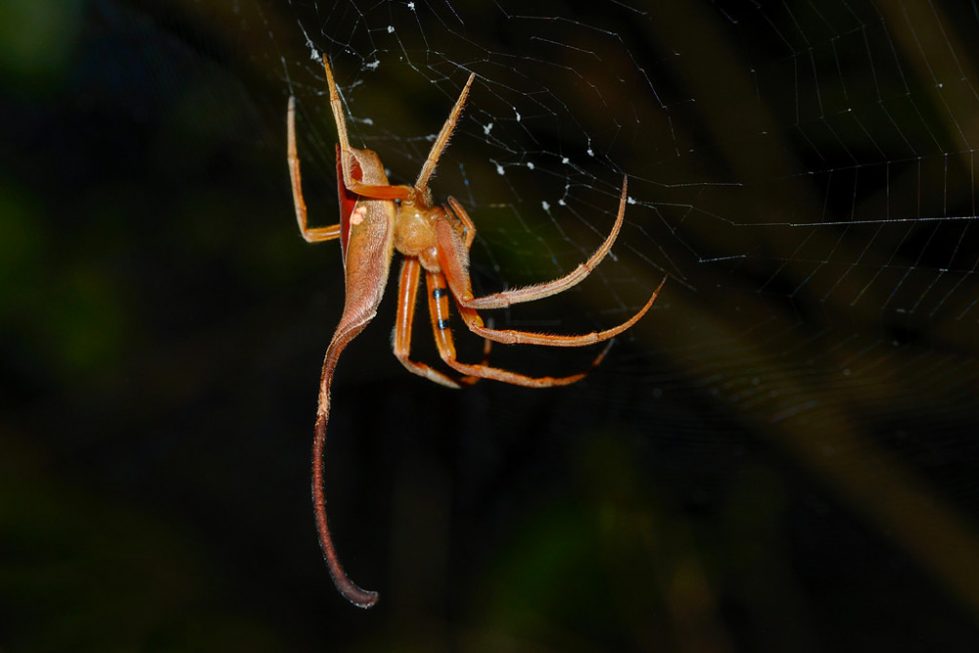 “Ganesha” Spider — a Unique New Spider that Masquerades as a Leaf ...