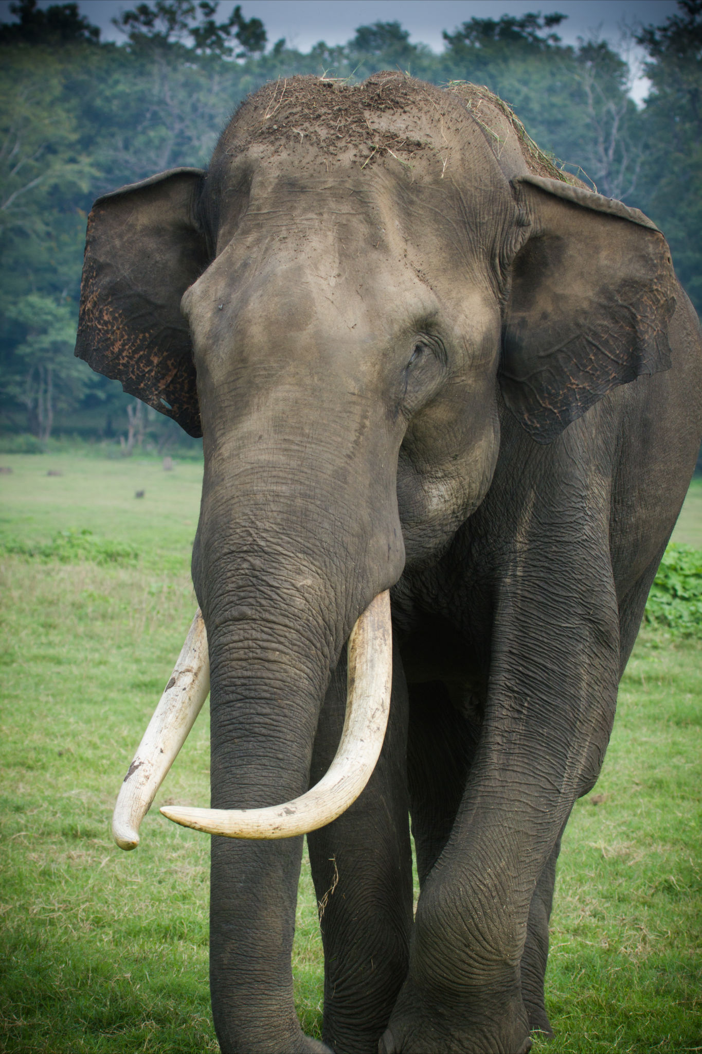 Electrocuted Elephant, Nagarahole | Conservation India