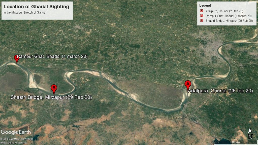 Sightings of Adult Gharial in Mirzapur stretch of River Ganga in Uttar ...