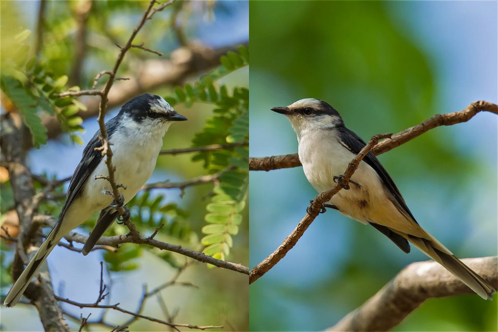 New records of Swinhoe’s and Ashy Minivet in Bengaluru, Karnataka ...