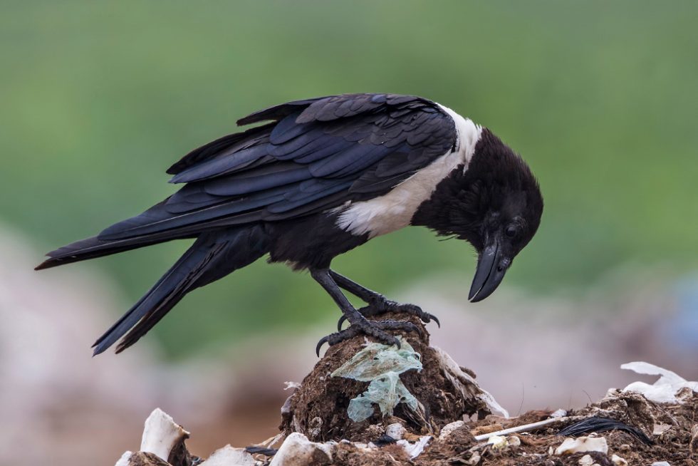 Pied Crow sighting at Jodhpur, Rajasthan | Conservation India