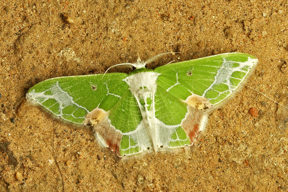 Moths of Churicad Estate, Kodagu | Conservation India