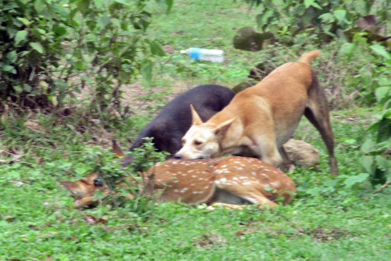 Feral Dog – Wildlife Conflict | Conservation India