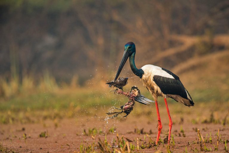 Black-necked Stork Preying on a Coot, Bharatpur, Rajasthan ...