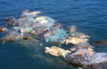 Bycatch at emaze Presentation