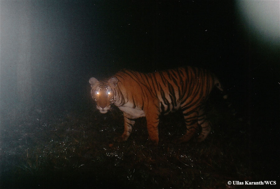 Tourist Photographs Aid Tiger Research and Monitoring | Conservation India