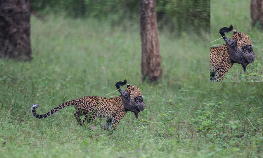 Conservation India » Leopard Predation on Flying Squirrel