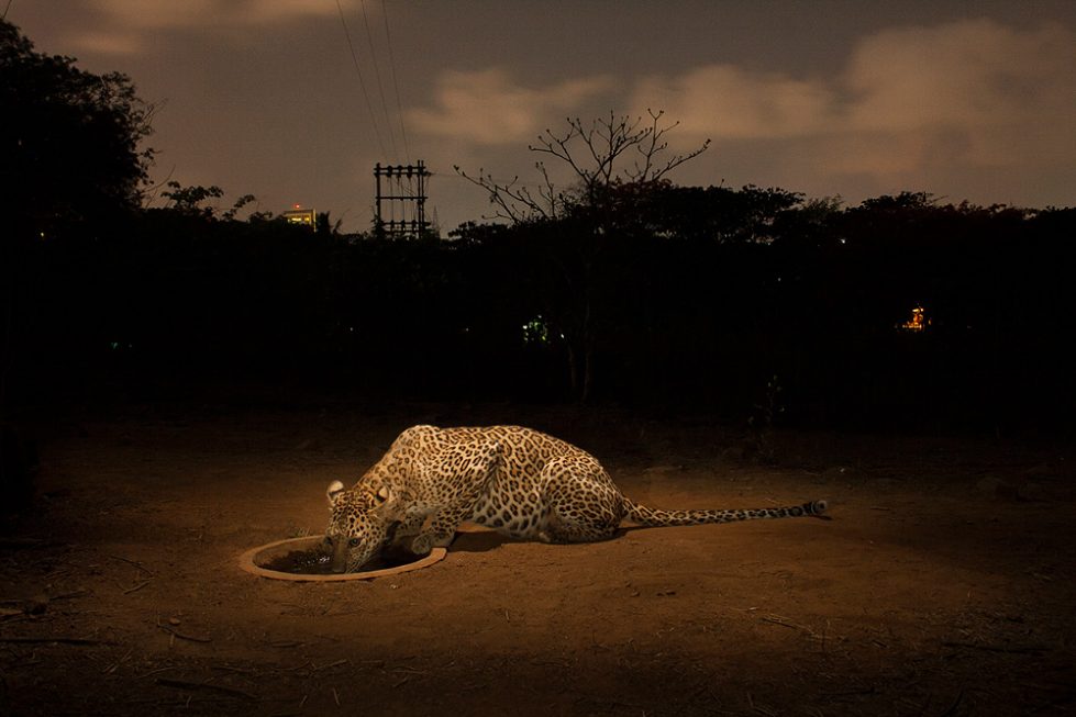 Living with Leopards – Conflict or Coexistence? | Conservation India