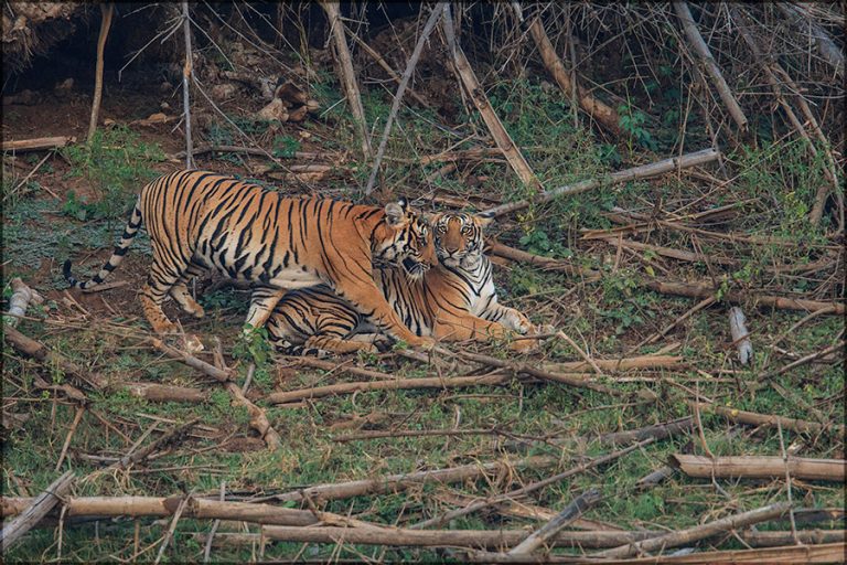 Conserving tigers against the odds: Lessons from Karnataka ...